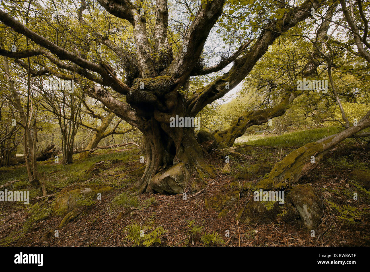 Ancient gnarled twisted birch tree, Betula growing around a rock ...