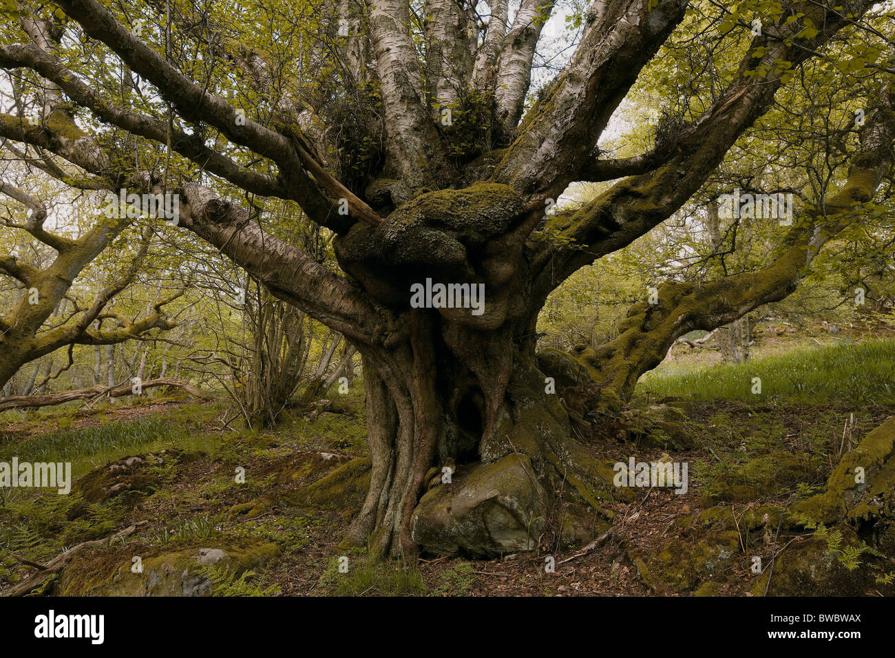 Ancient gnarled twisted birch tree, Betula growing around a rock ...