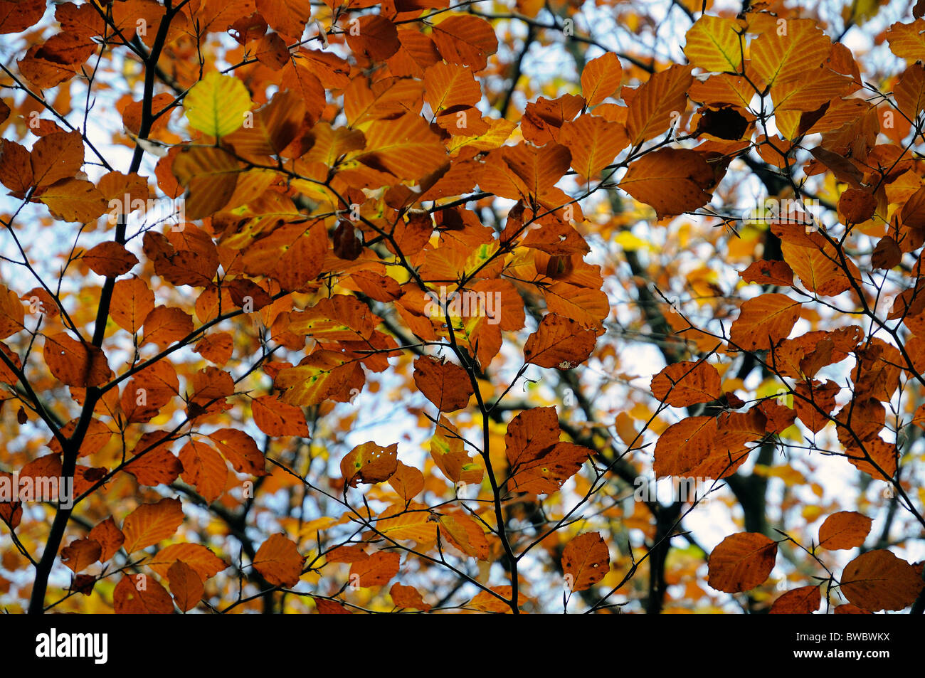 Copper fall hi-res stock photography and images - Alamy