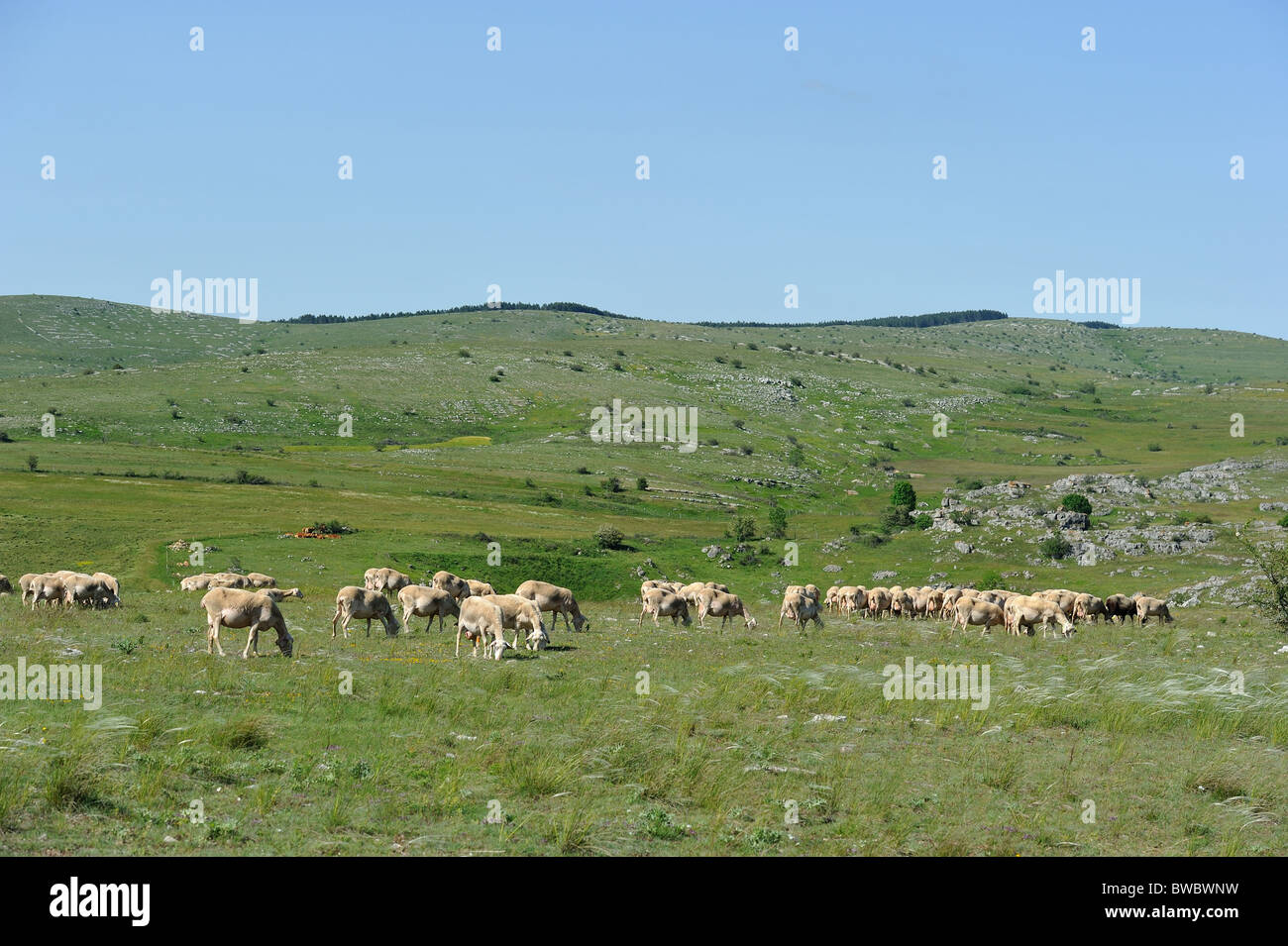 Lacaune sheep hi-res stock photography and images - Alamy