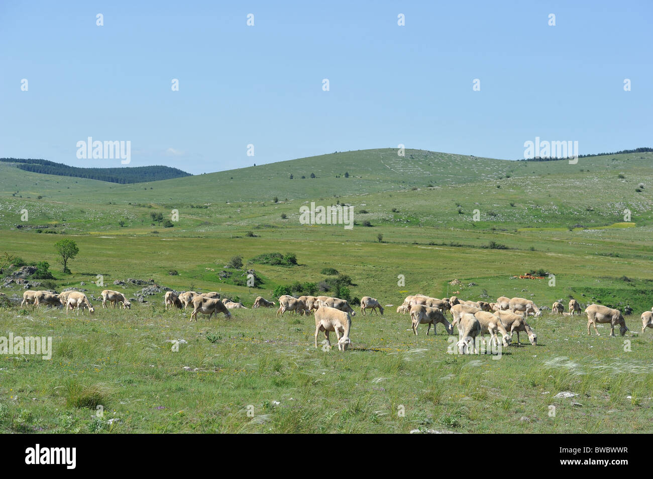 Lacaune breed hi-res stock photography and images - Alamy