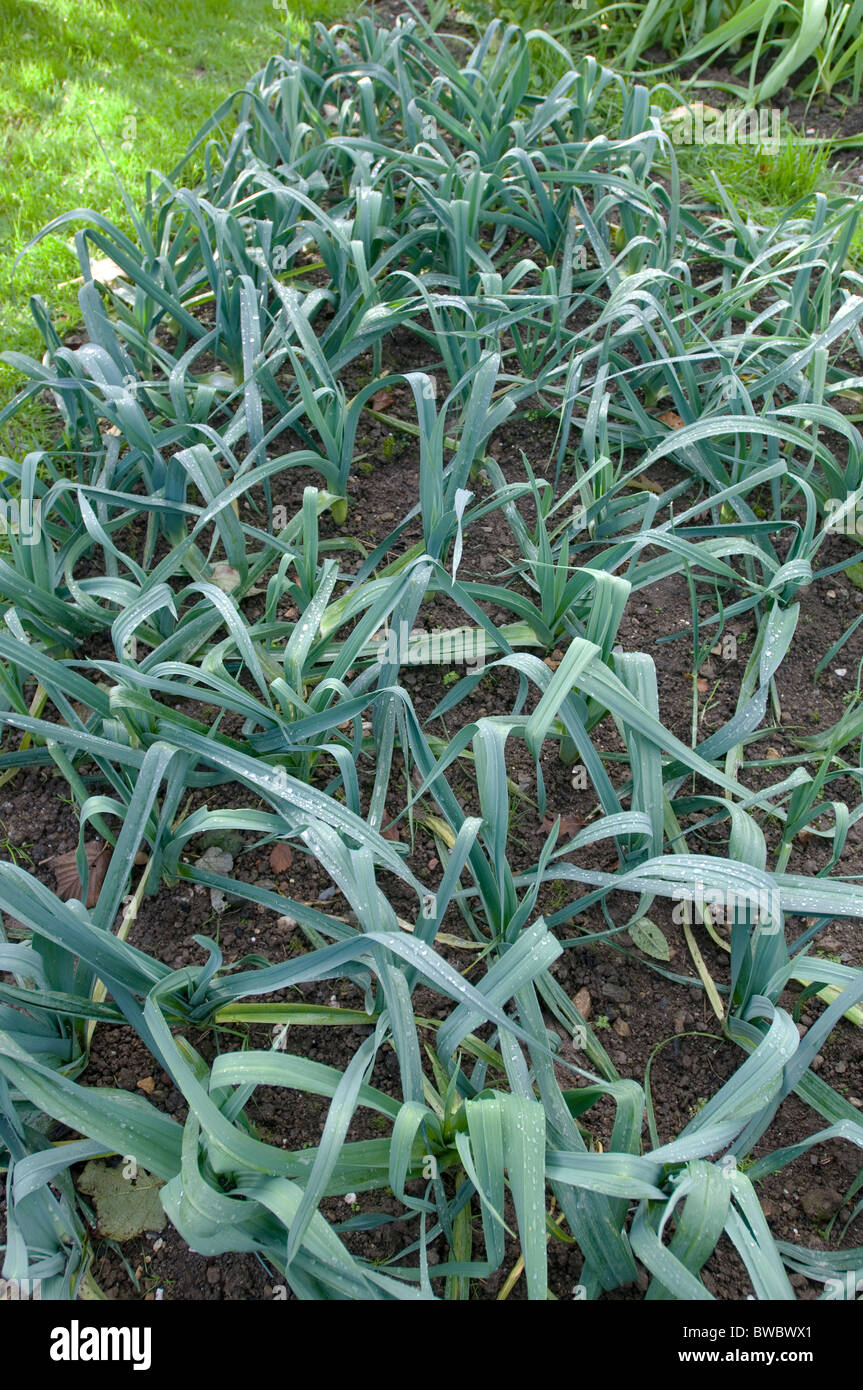 Leeks and uk hi-res stock photography and images - Alamy