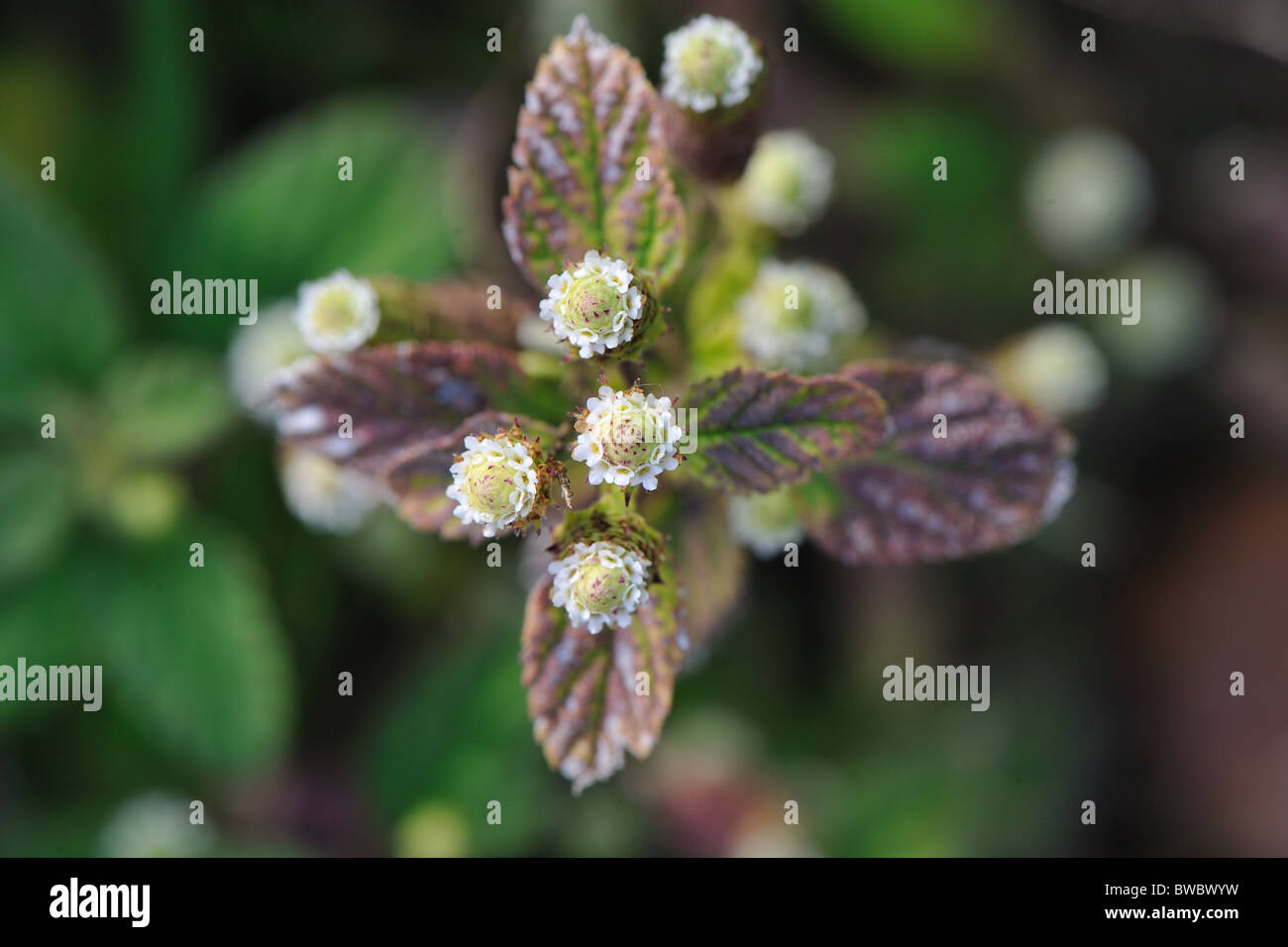 Aztec sweet herb - Bushy Lippia - Honeyherb - Hierba Dulce (Lippia ...