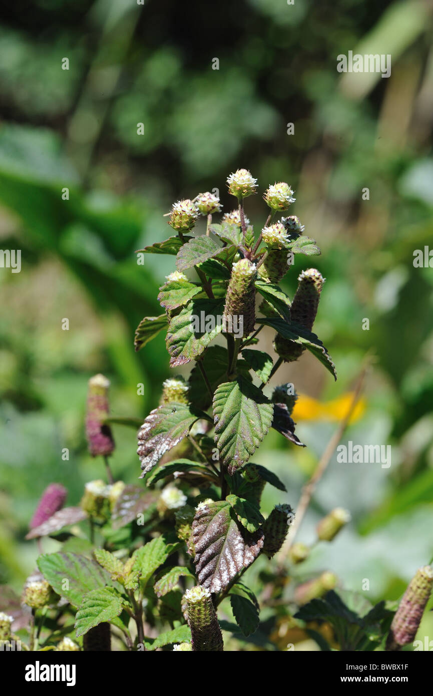 Aztec sweet herb - Bushy Lippia - Honeyherb - Hierba Dulce (Lippia ...