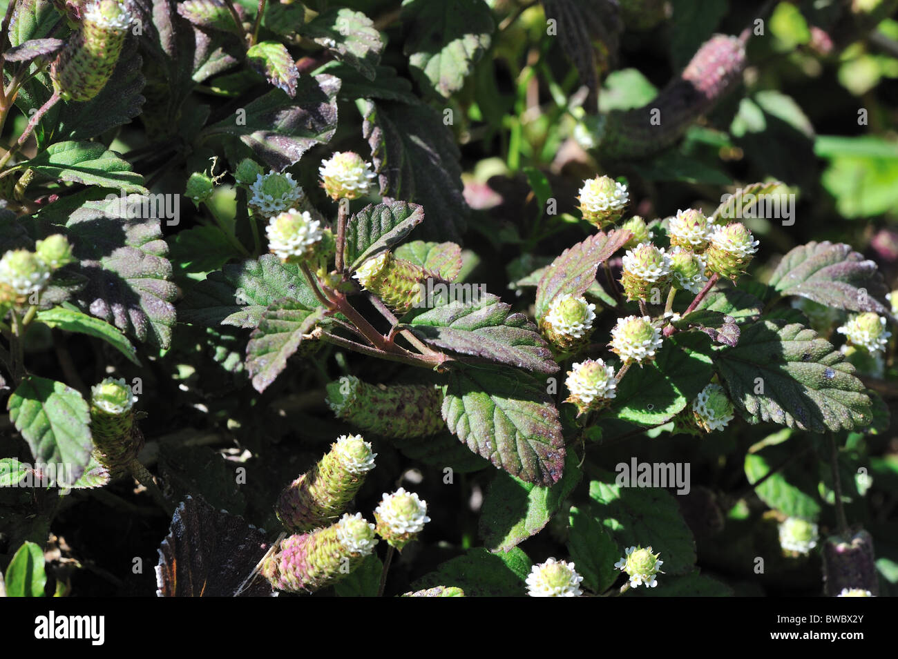 Hierba dulce hi-res stock photography and images - Alamy
