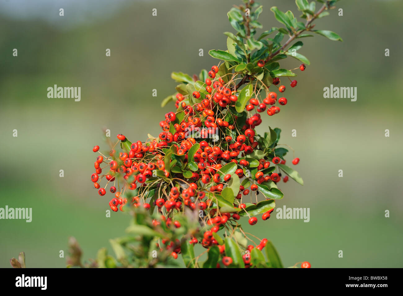 Firethorn or Pyracantha (Pyracantha coccinea) in fruit in a garden ...