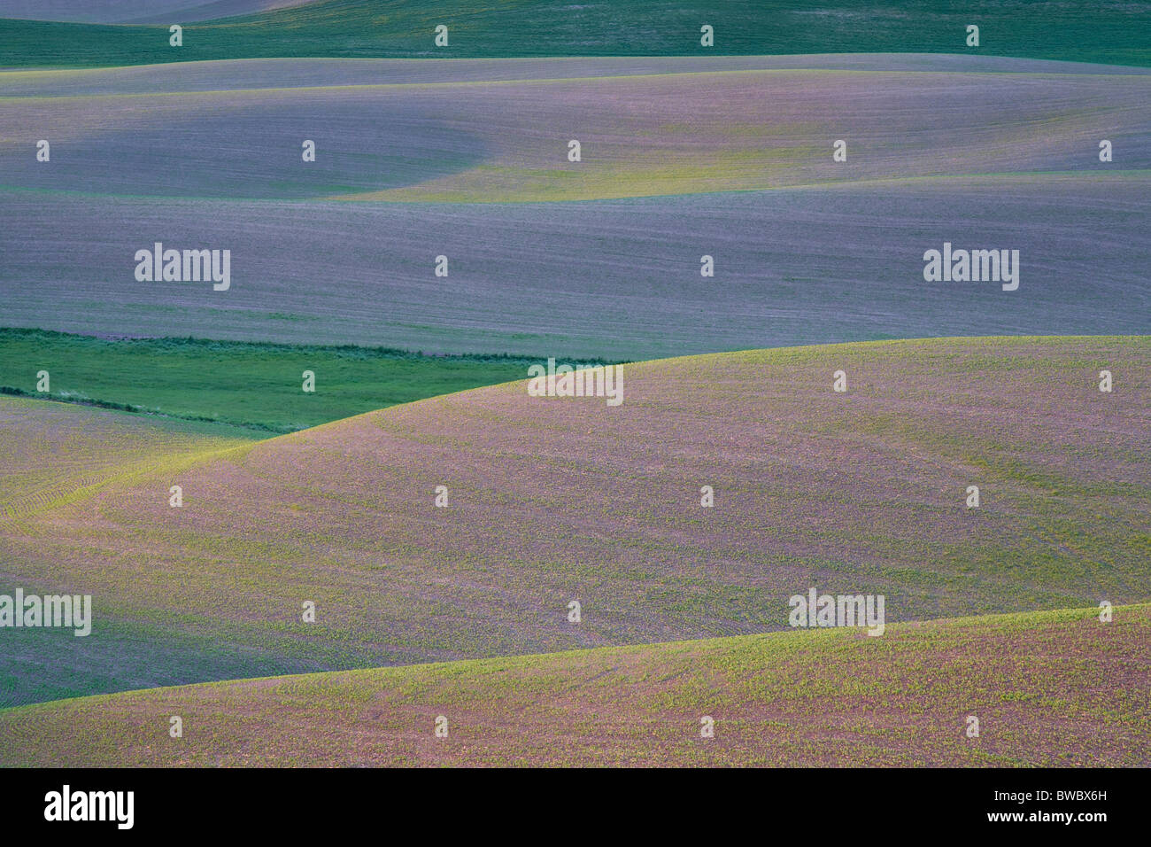 Field Patterns at Dawn, Palouse, Washington State, USA Stock Photo - Alamy