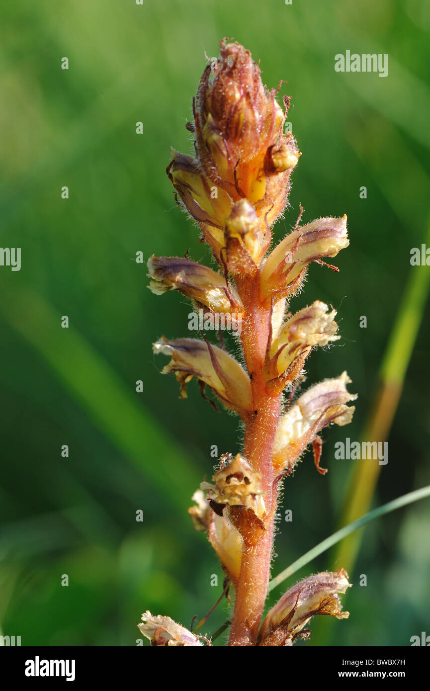 Small broomrape - Clover broomrape - Lesser broomrape (Orobanche minor ...