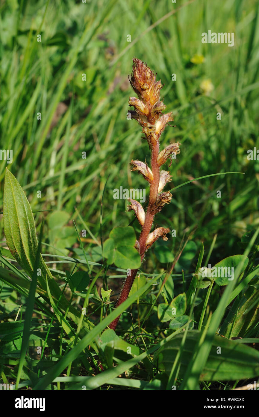 Small broomrape - Clover broomrape - Lesser broomrape (Orobanche minor ...