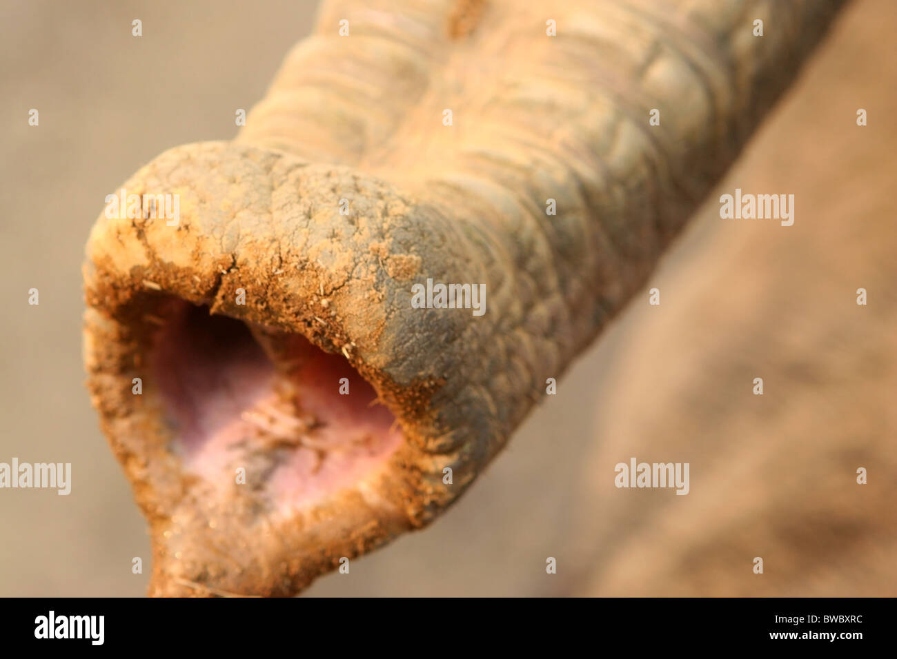 Proboscis tube hi-res stock photography and images - Alamy