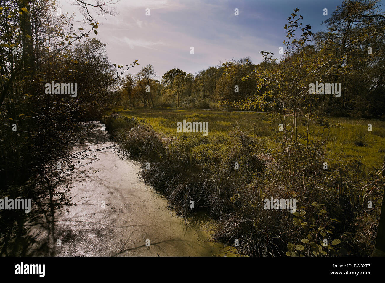 Askham bog nature reserve managed by the Yorkshire Wildlife Trust a ...