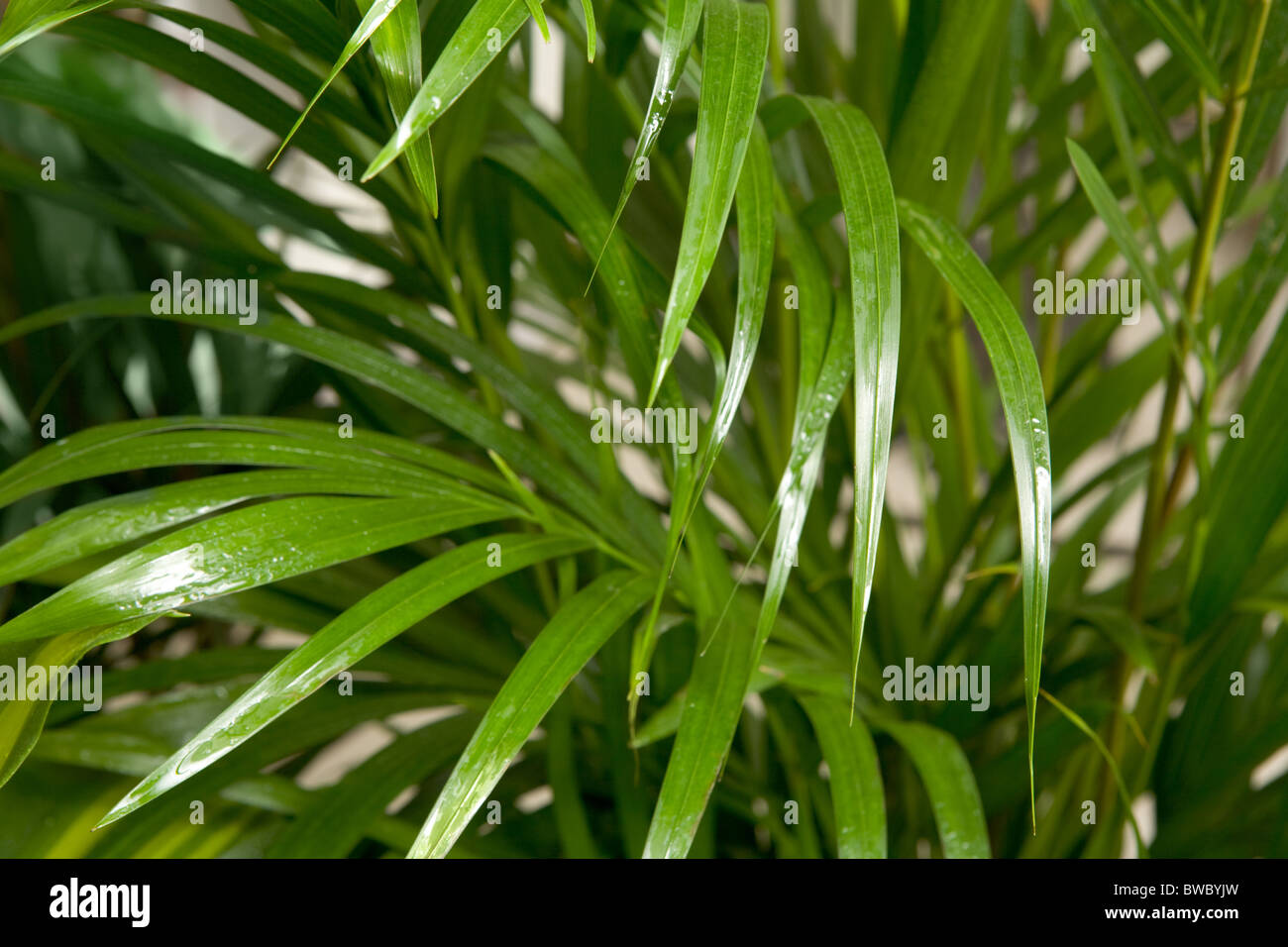 Image of green leaves of some domestic plant of long sharp form Stock ...