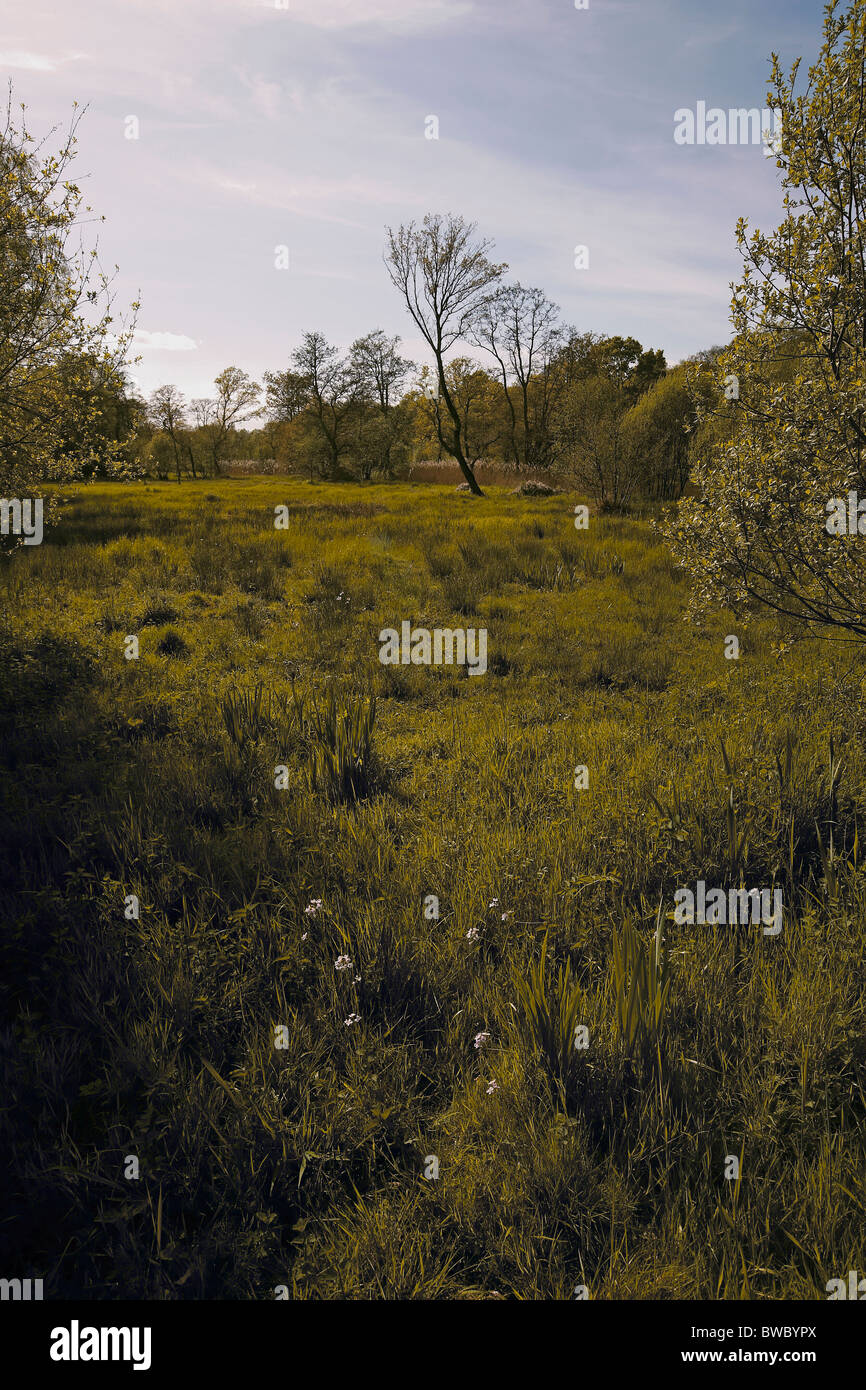 Askham bog nature reserve managed by the Yorkshire Wildlife Trust a ...