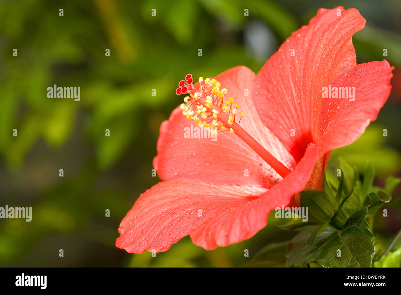 Image of bright scarlet hibiscus flower somewhere in garden Stock Photo ...