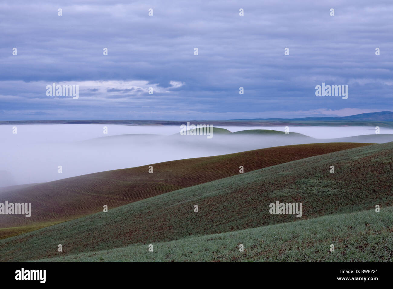 Palouse Landscape at Dawn, Washington State, USA Stock Photo - Alamy