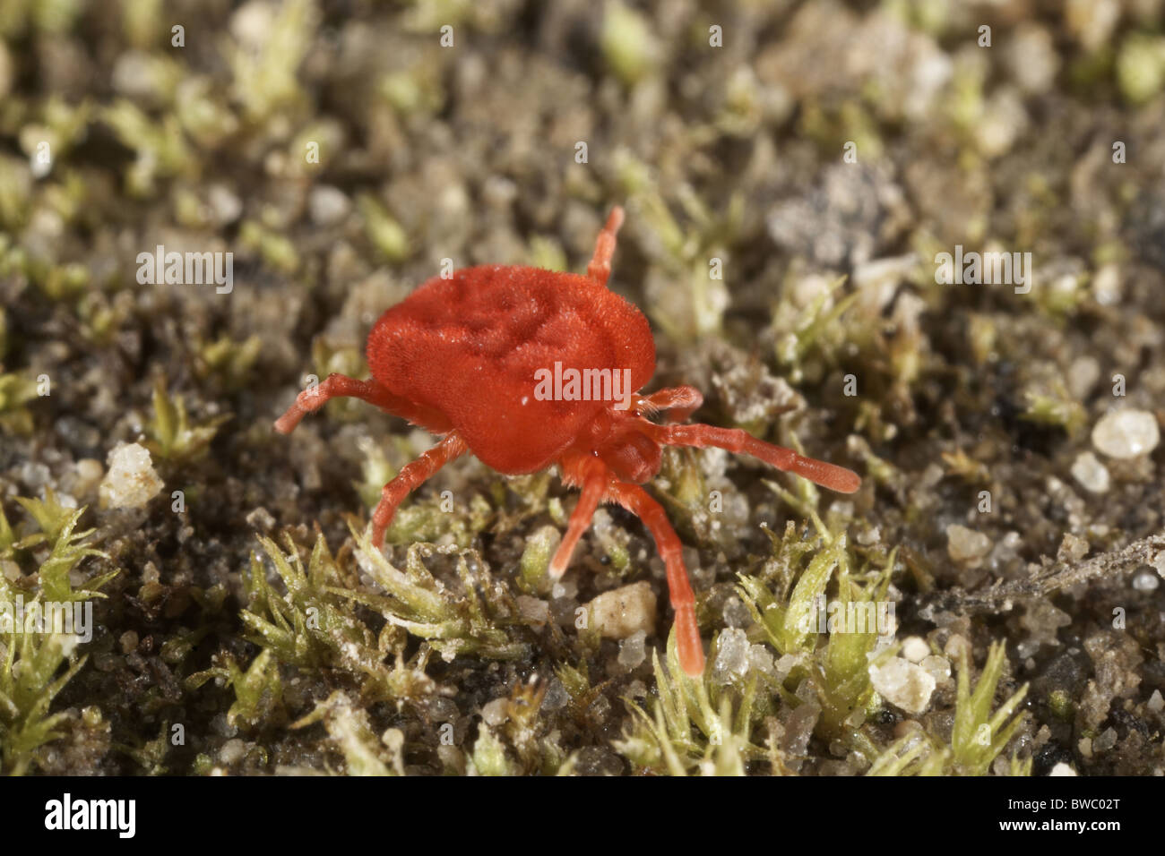 Red velvet mite, Trombidium holosericeum or red earth mite uk Stock ...