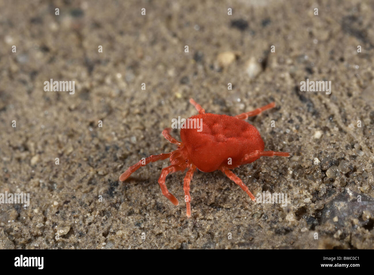 Red velvet mite, Trombidium holosericeum or red earth mite uk Stock ...