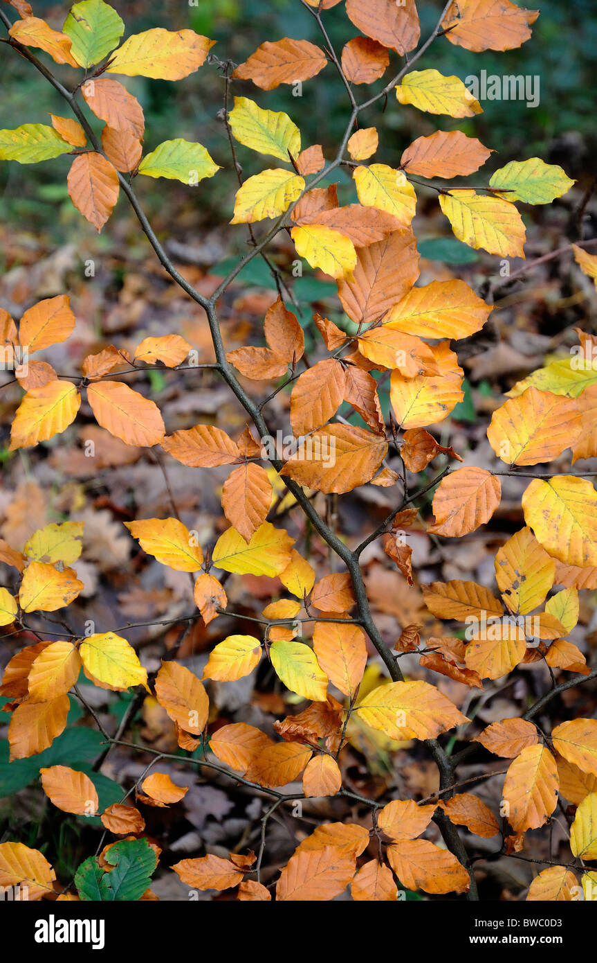 Copper coloured leaves hi-res stock photography and images - Alamy