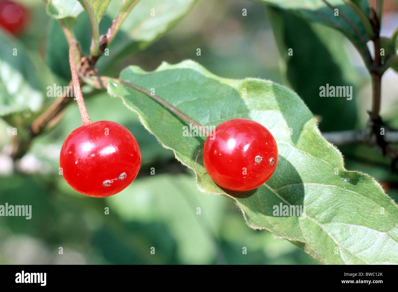 Alpine Honeysuckle (Lonicera alpigena), berries on twig Stock Photo - Alamy