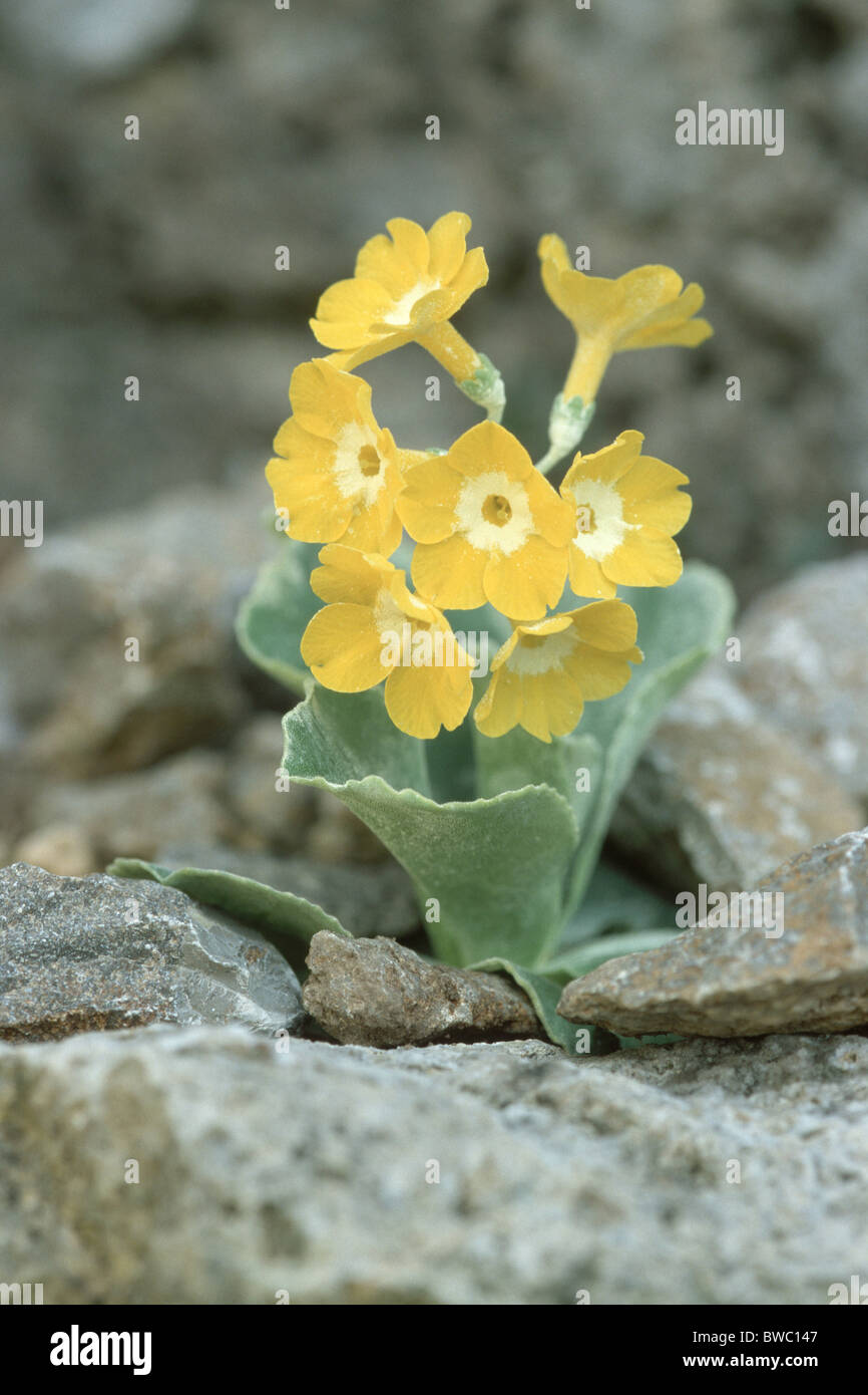 Garden auricula primula auricula hi-res stock photography and images ...