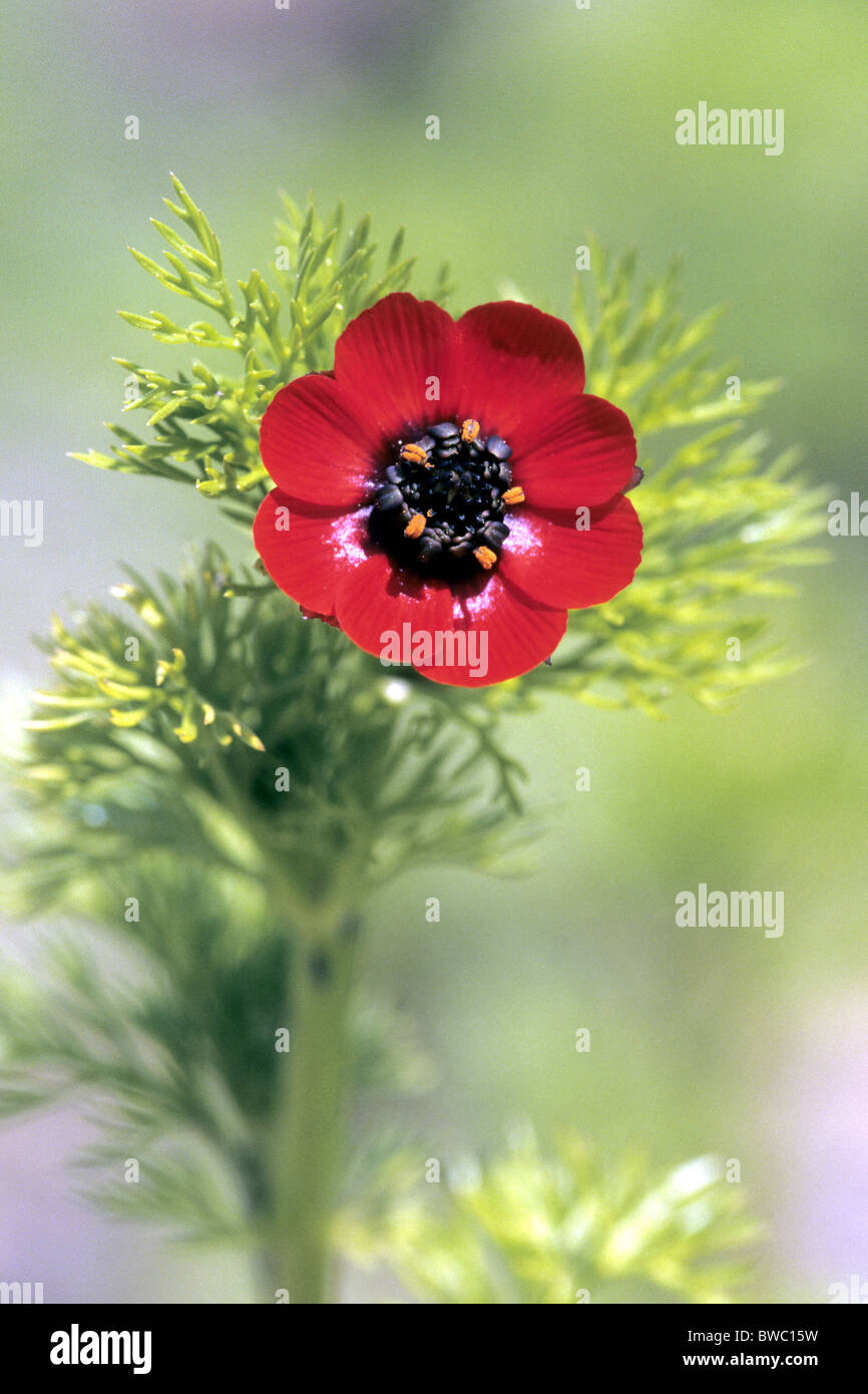 Pheasants Eye (Adonis annua), flower Stock Photo - Alamy