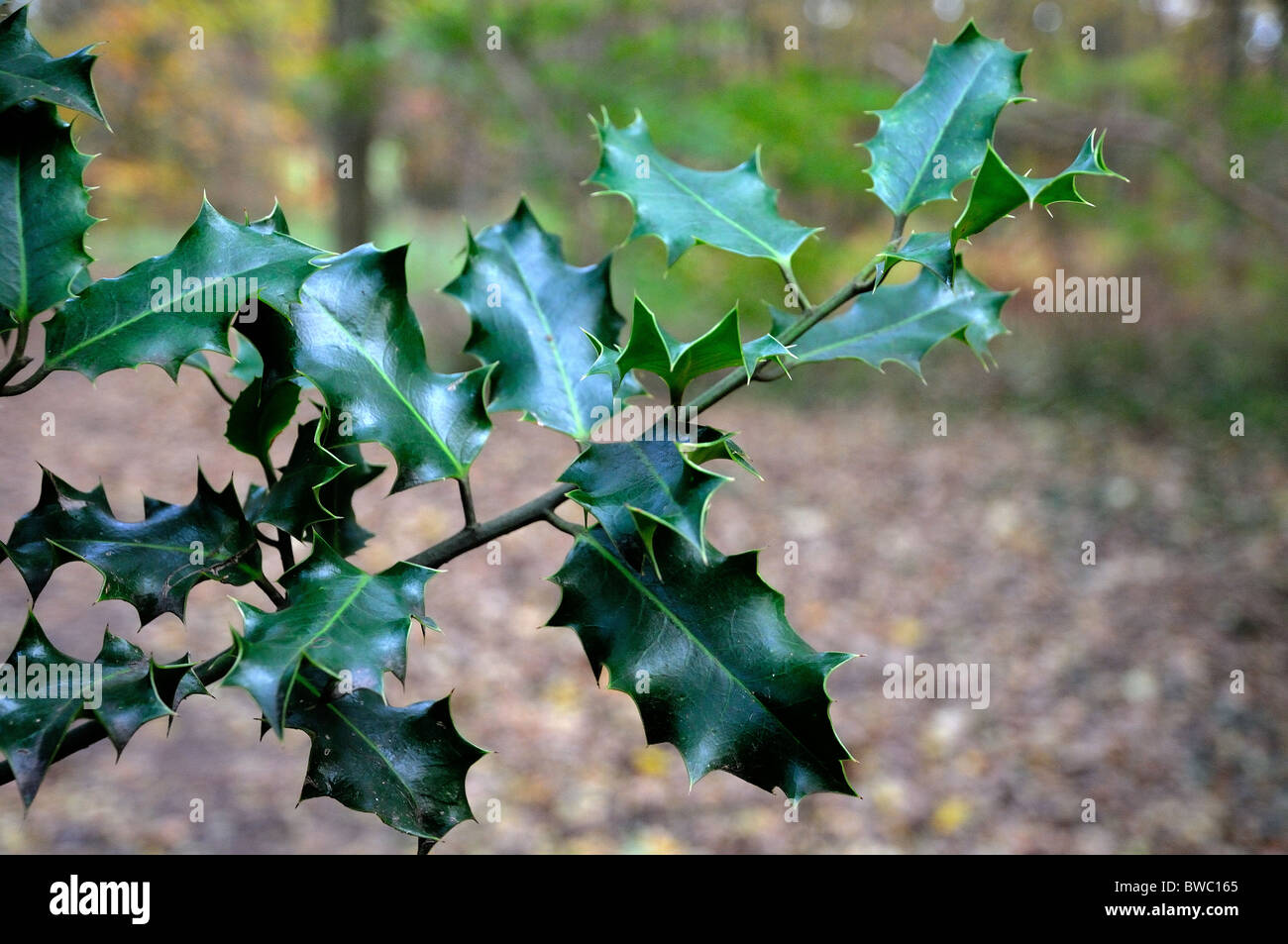 Sprig holly hi-res stock photography and images - Alamy