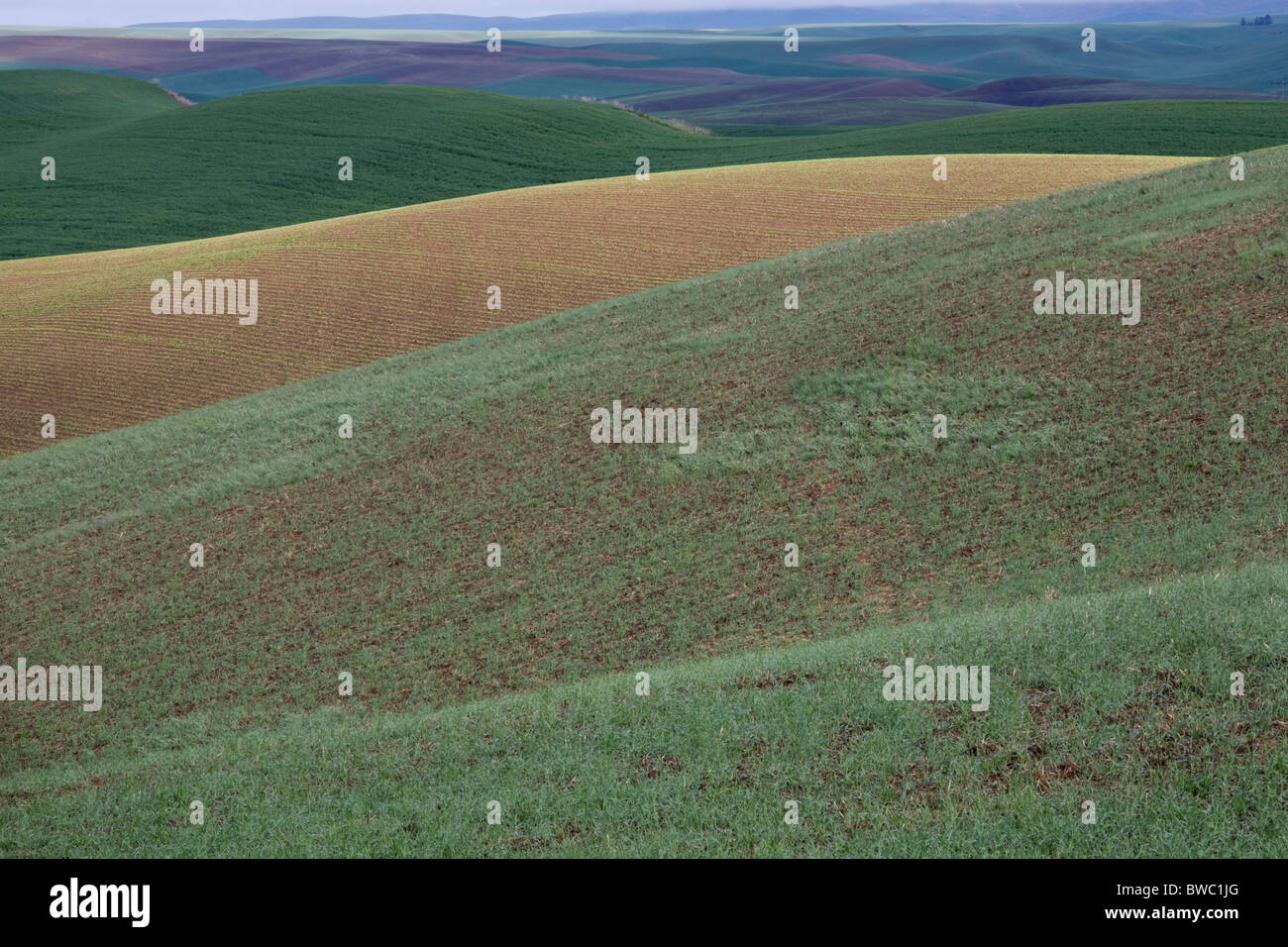 Field patterns, Palouse, Washington State, USA Stock Photo - Alamy
