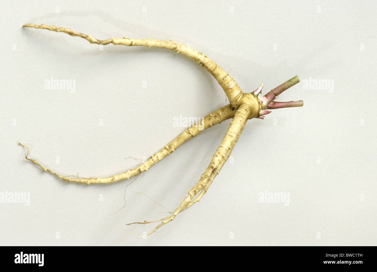 Mandrake Root High Resolution Stock Photography and Images - Alamy