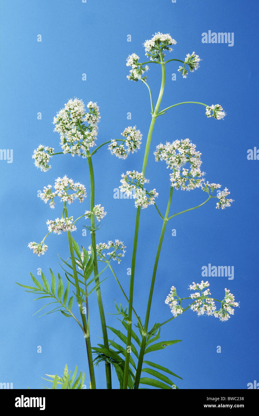 Valeriane officinale hi-res stock photography and images - Alamy