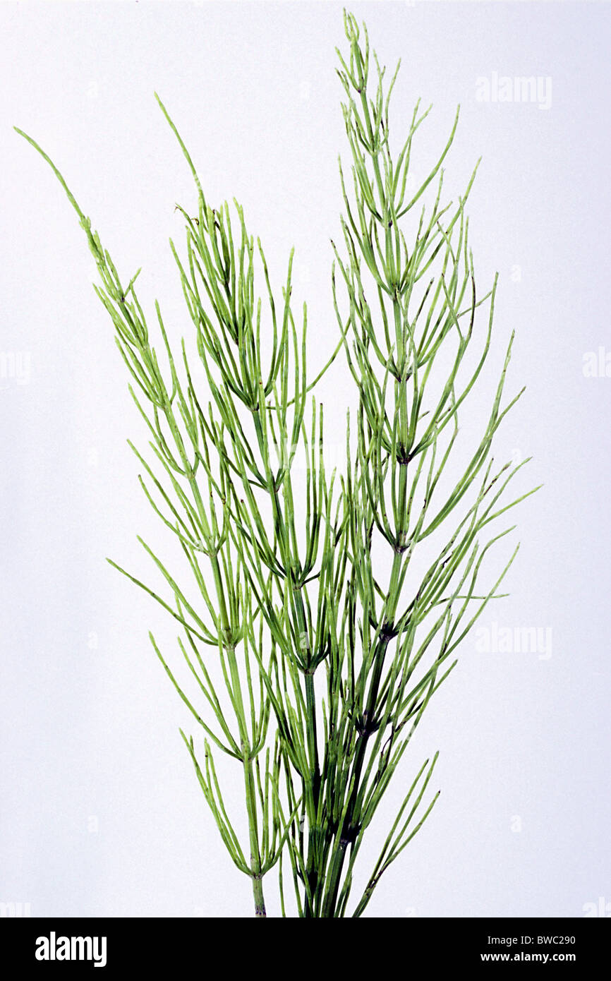 Common Horsetail (Equisetum arvense), stems, studio picture Stock Photo ...