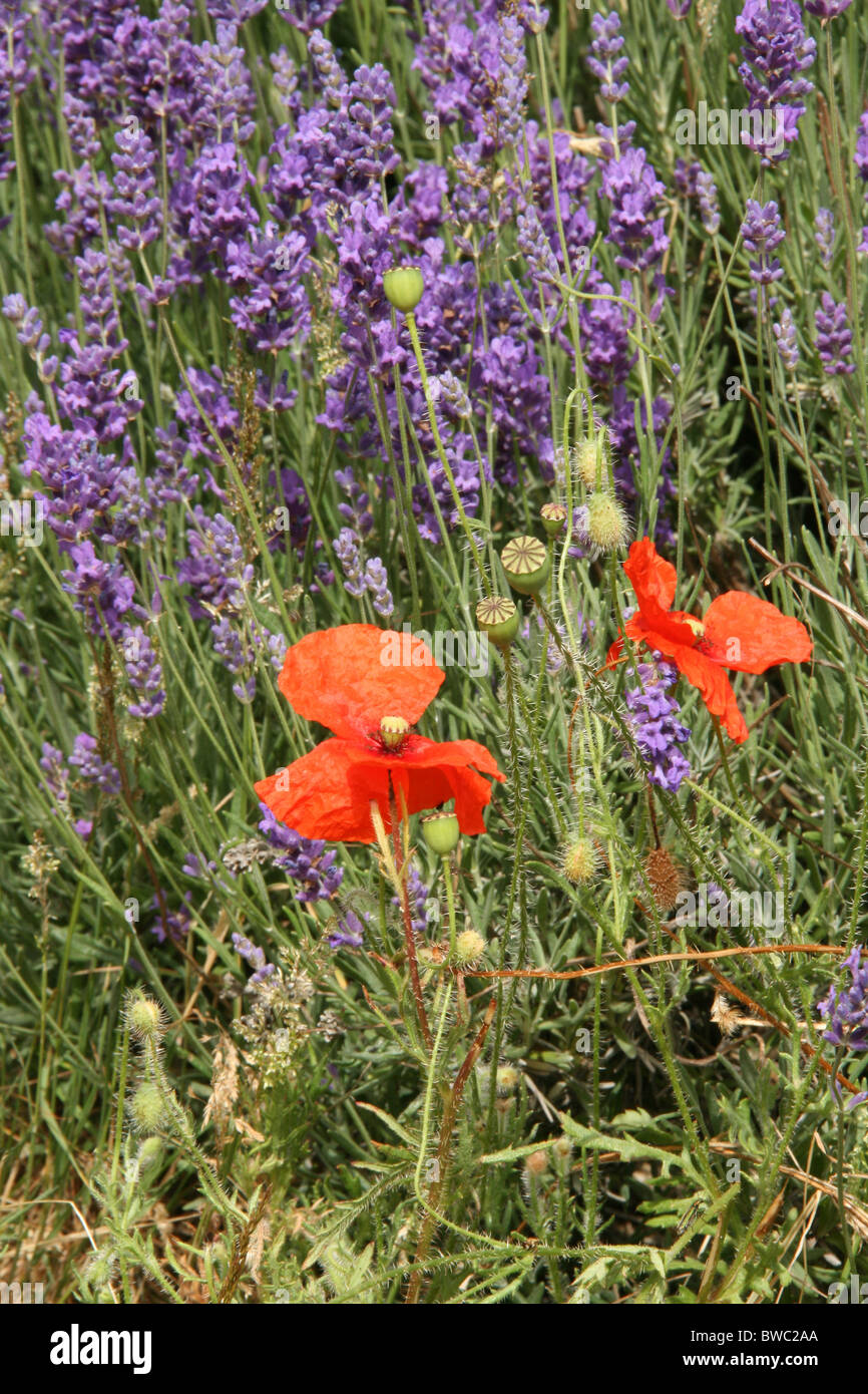 Lavender and poppies hi-res stock photography and images - Alamy