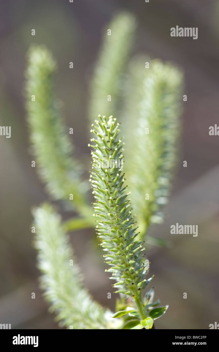 Landscape, Trees, Flowers, Upright salix willow catkins on a tree in an ...