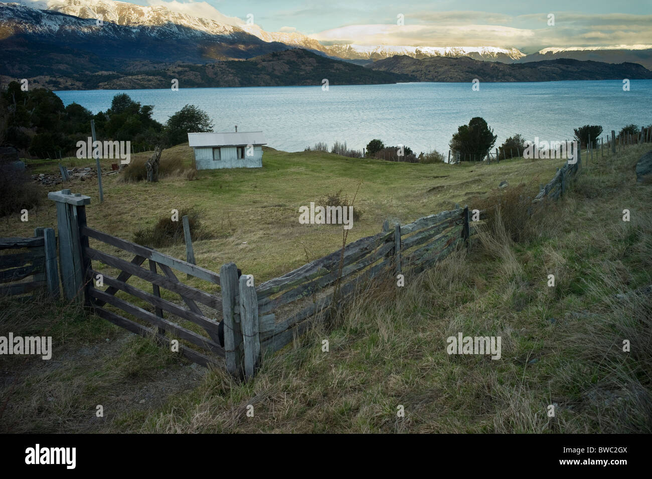 Cattle on farm by Lake General Carrera, Andes Mountains, Aysen ...