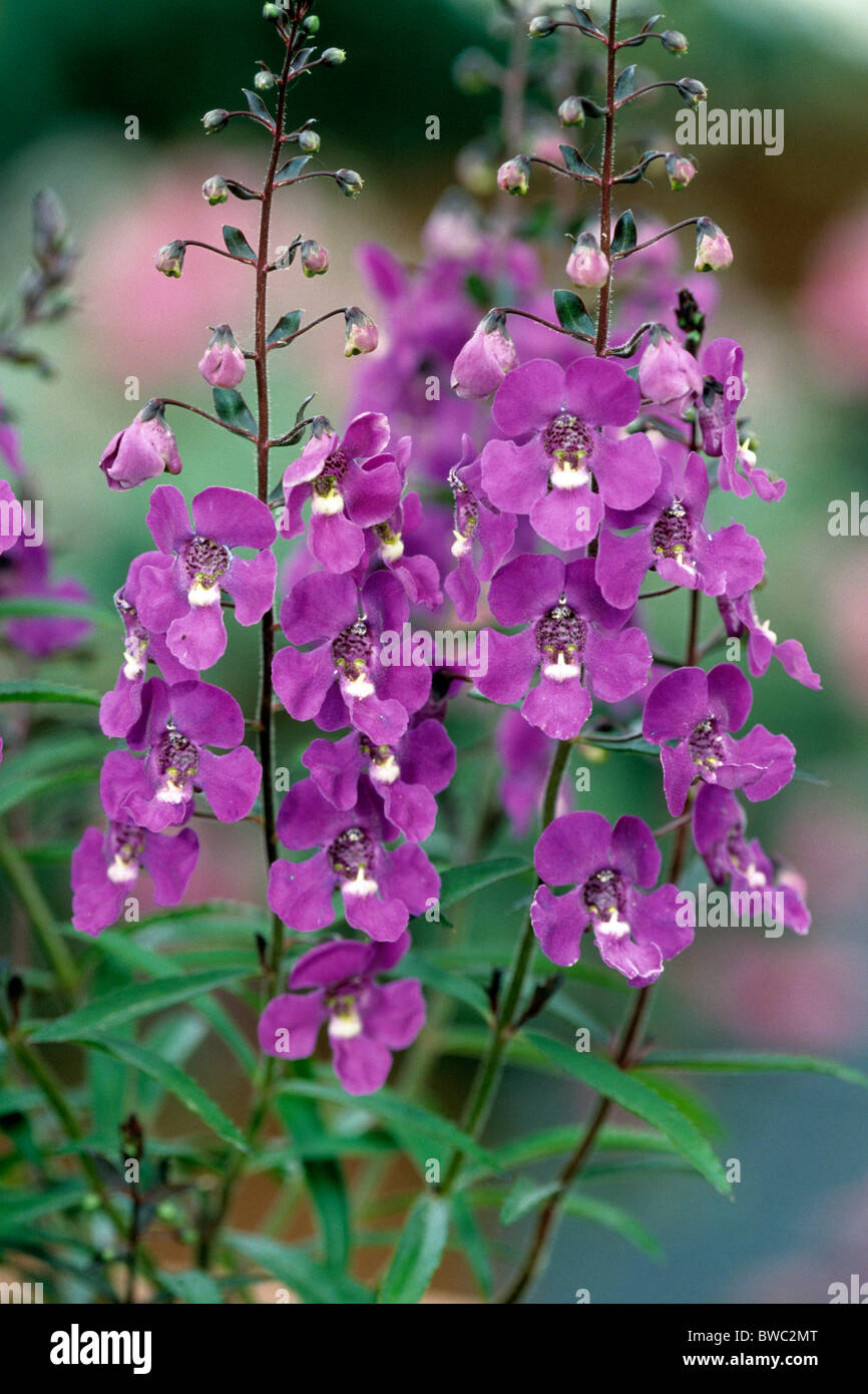 Angelonia Angustifolia Angelface Blue