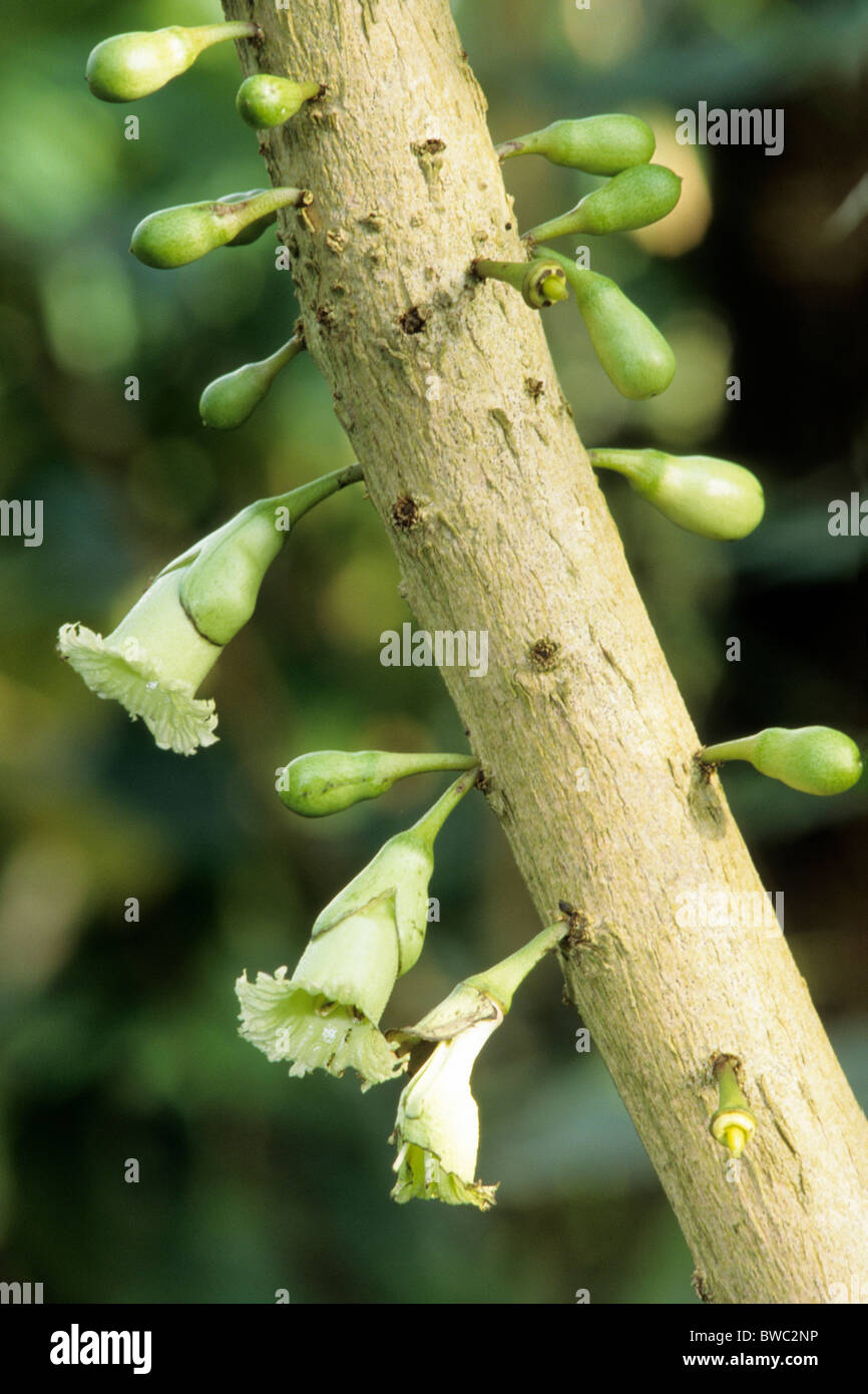 Bigleaf Black Calabash (Amphitecna macrophylla), flowers on the stem ...
