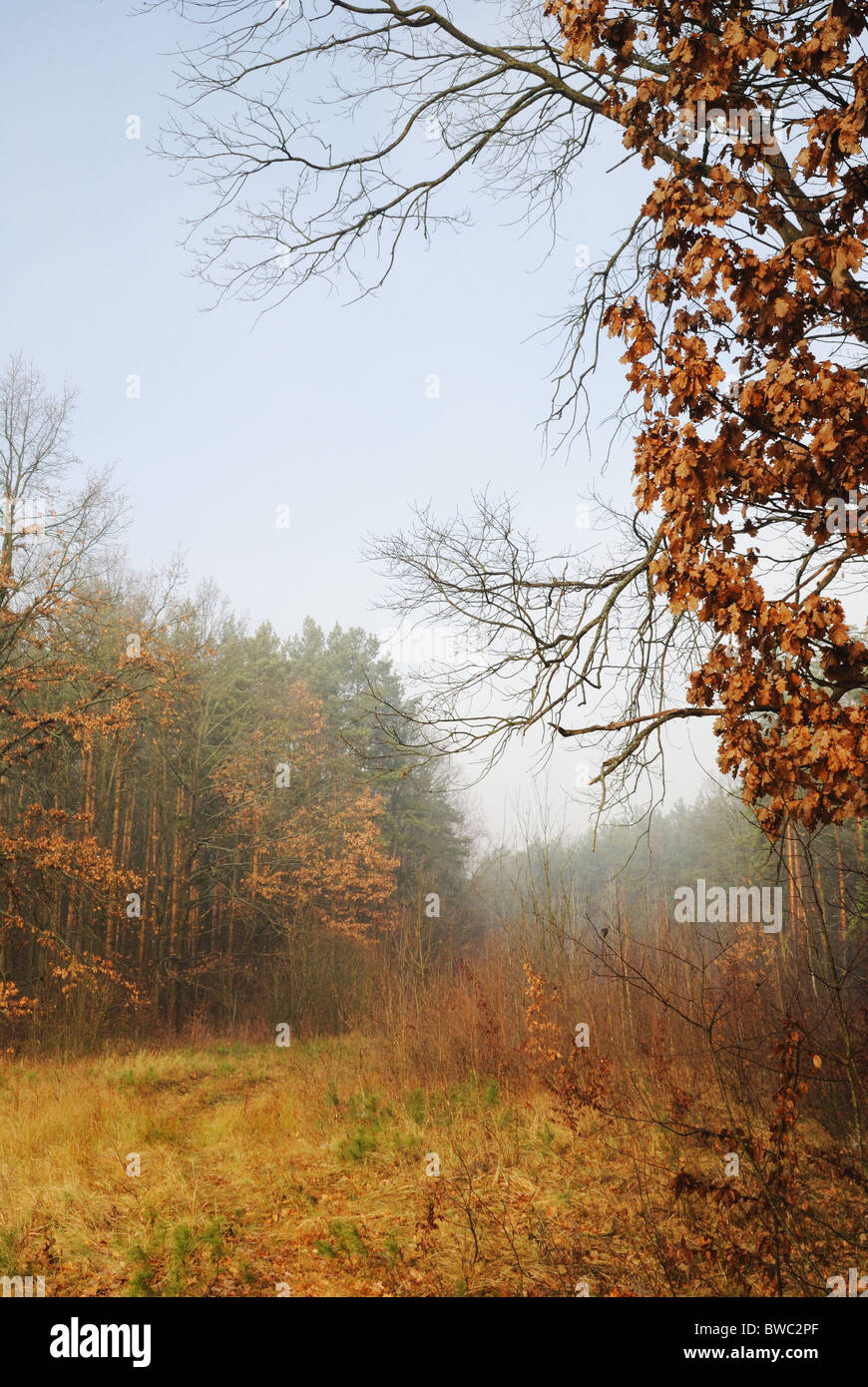 Autumn morning forest, Ukraine Stock Photo - Alamy