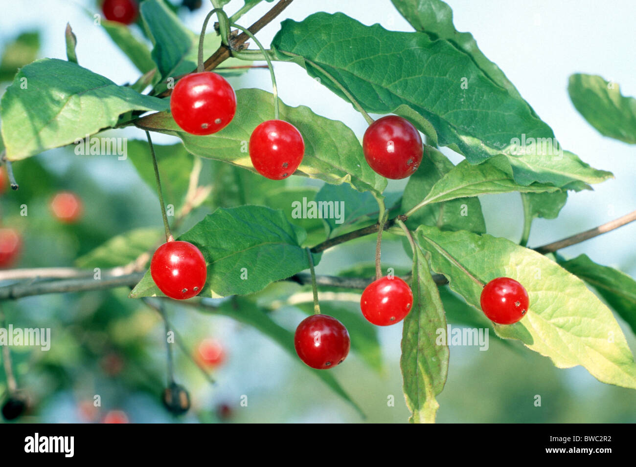 Alpine Honeysuckle High Resolution Stock Photography and Images - Alamy