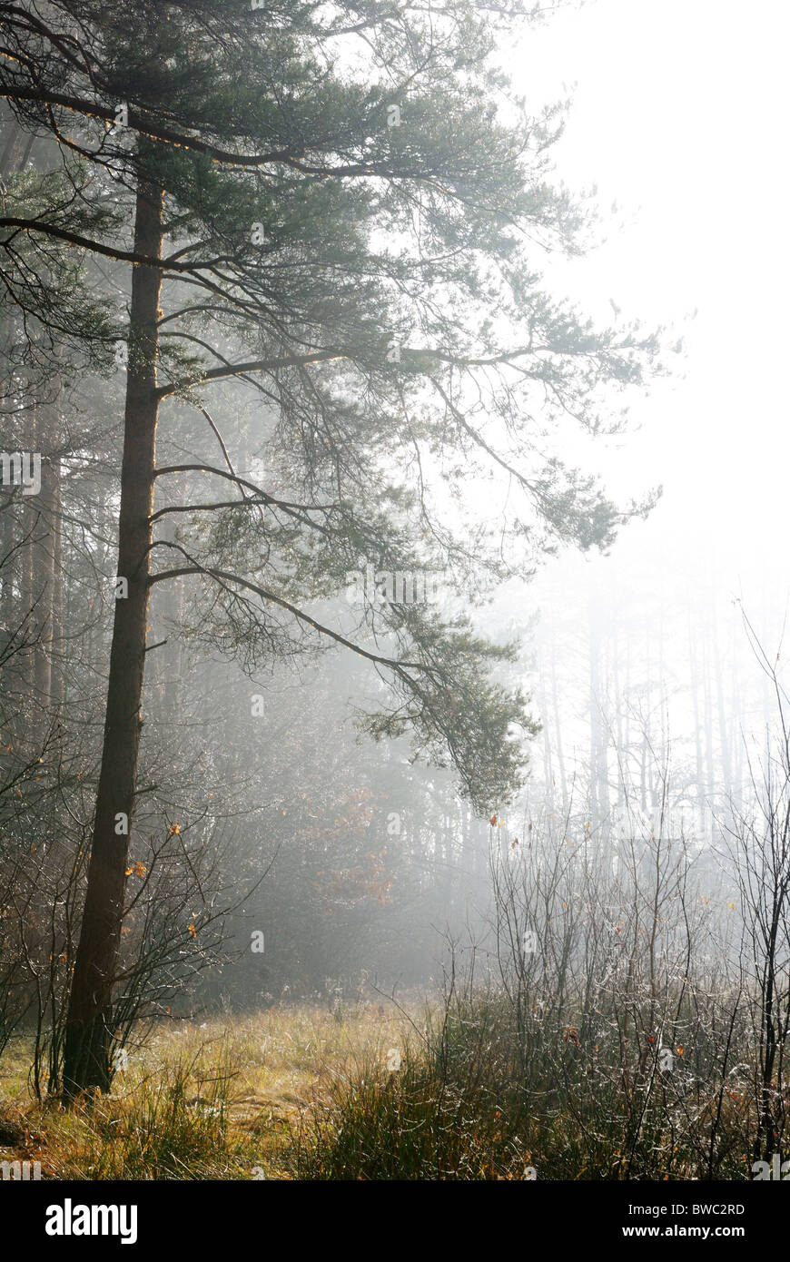 Autumn morning forest, Ukraine Stock Photo - Alamy