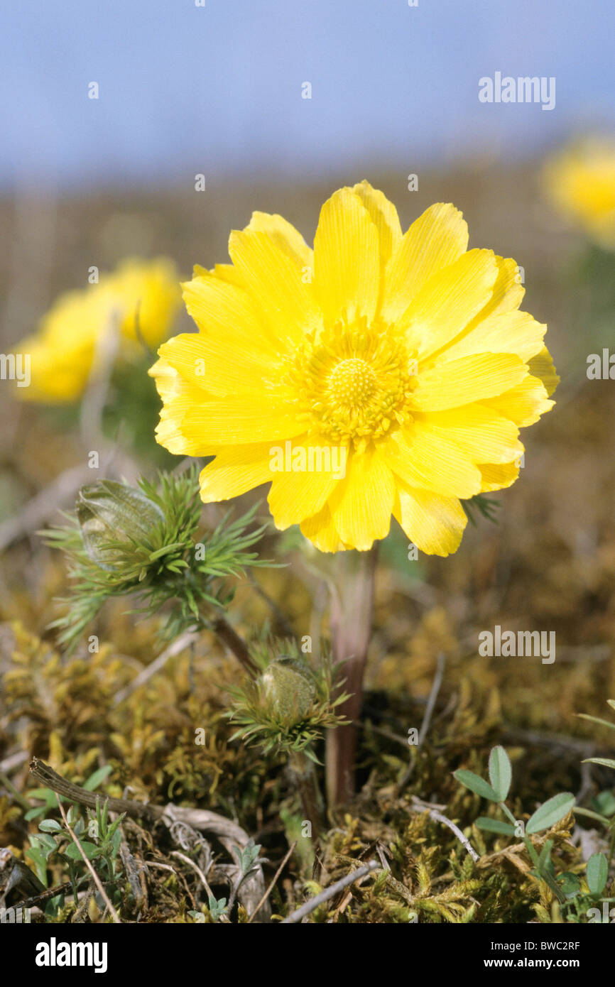 Spring Adonis, Yellow Pheasants Eye (Adonis vernalis), flowering Stock ...
