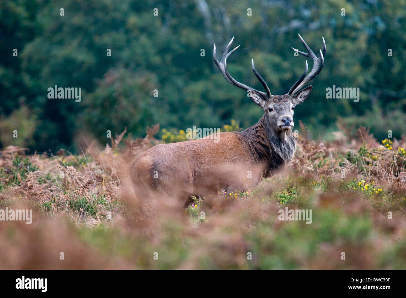 Red Deer Stag Stock Photo - Alamy