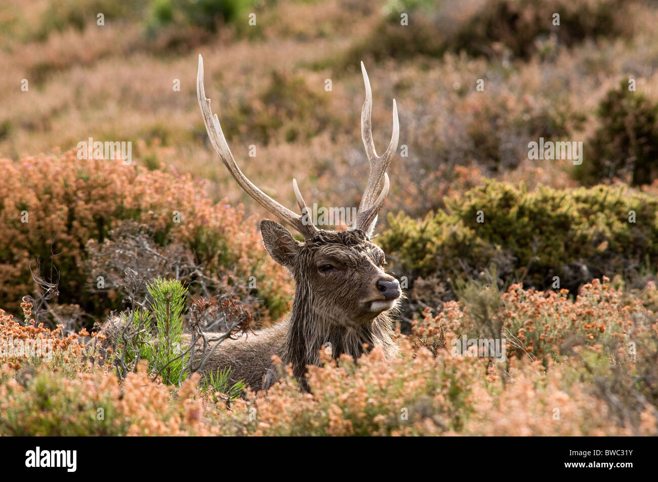 Sika Deer Stag Stock Photo - Alamy