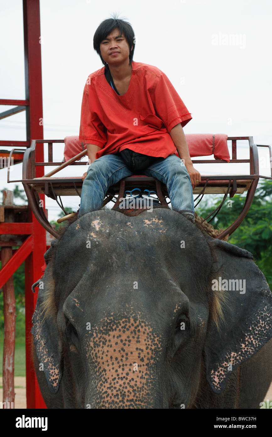 Elephant rider young adult Thai man, close up, Pattaya, Thailand ...