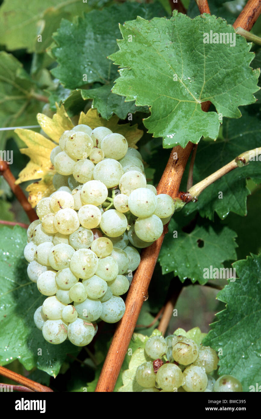 Botany vitaceae grapes vitis vinifera vine hi-res stock photography and ...