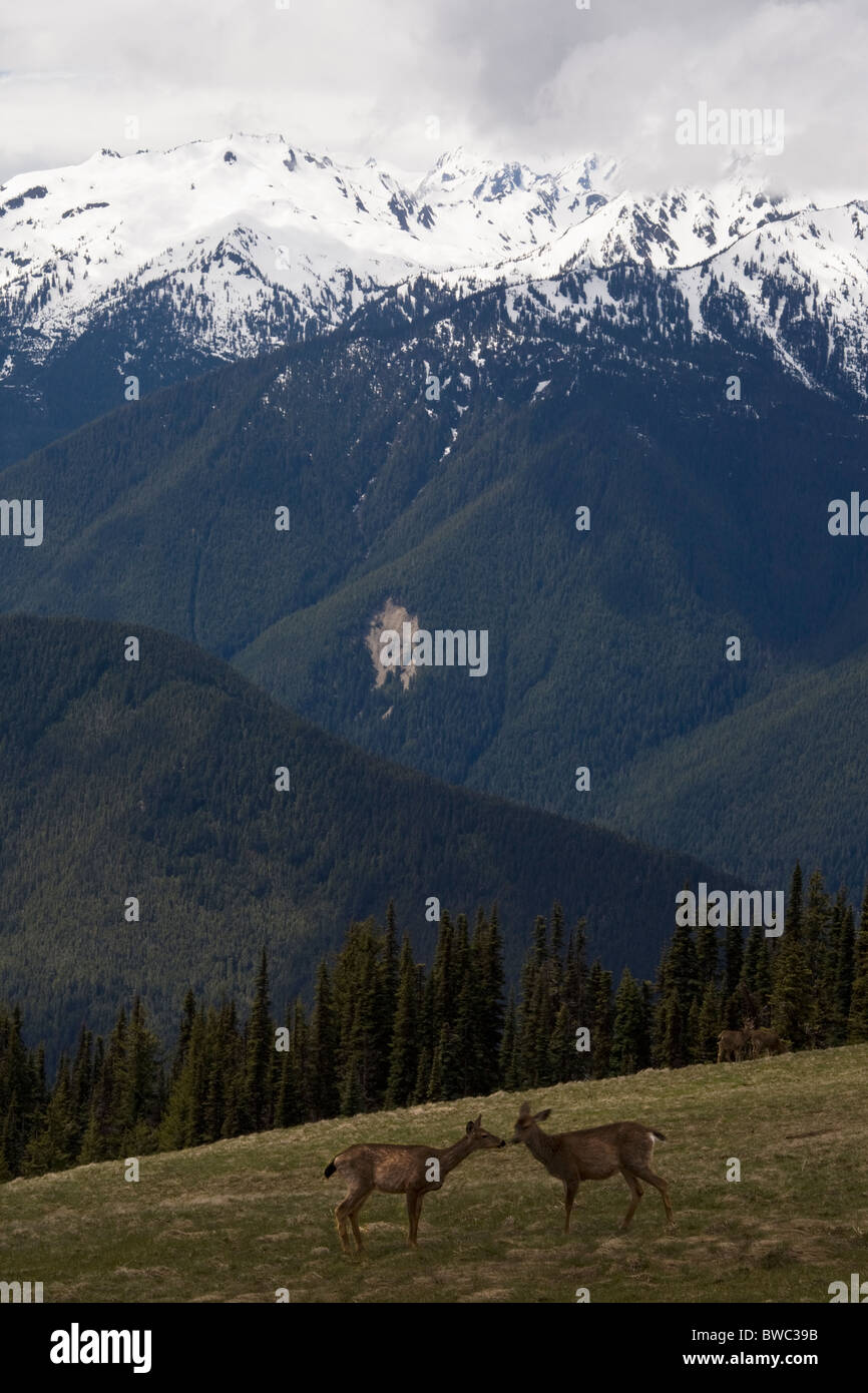 Hurricane ridge olympic national park hi-res stock photography and ...