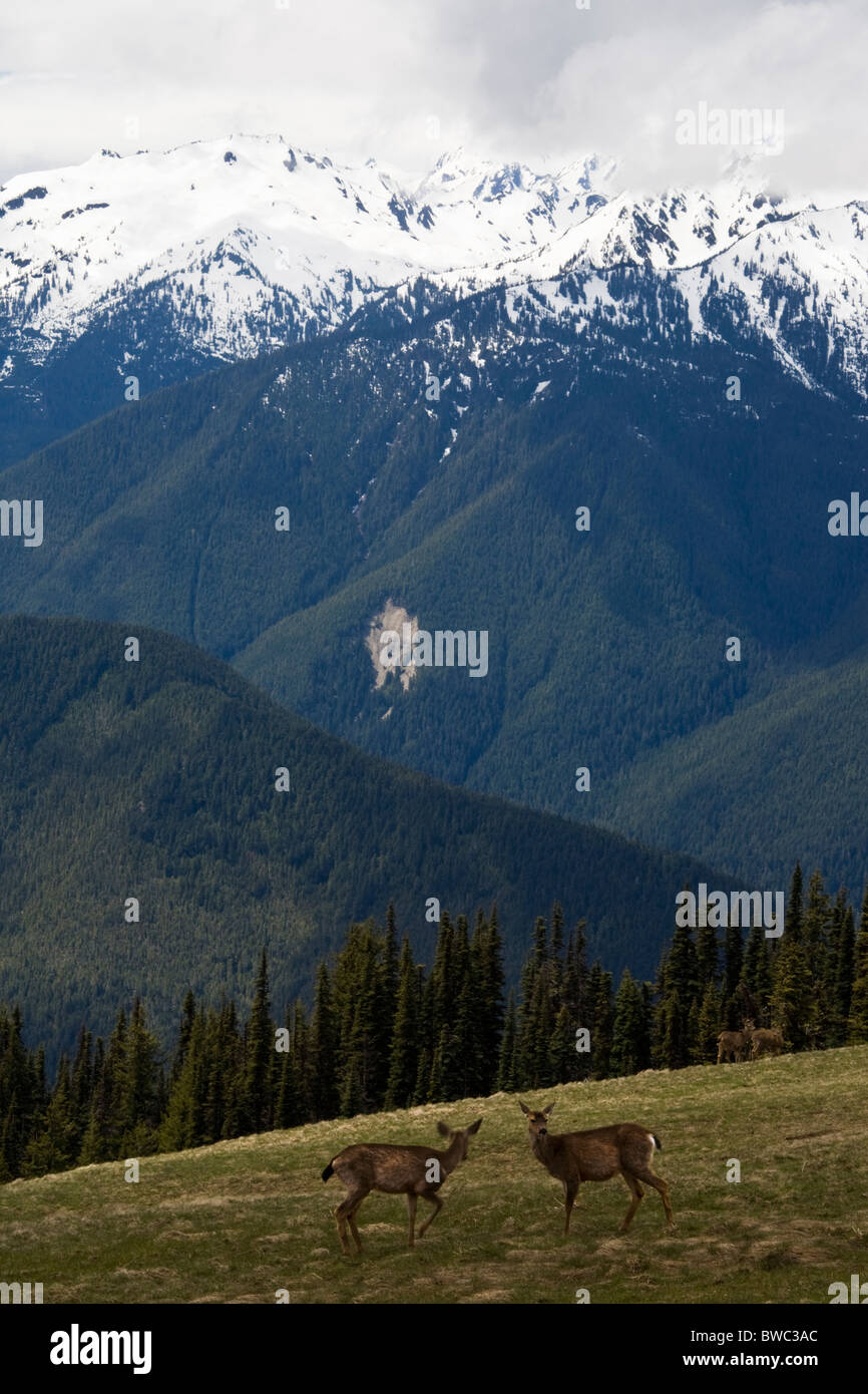 Hurricane Ridge, Olympic National Park, Washington State Stock Photo ...