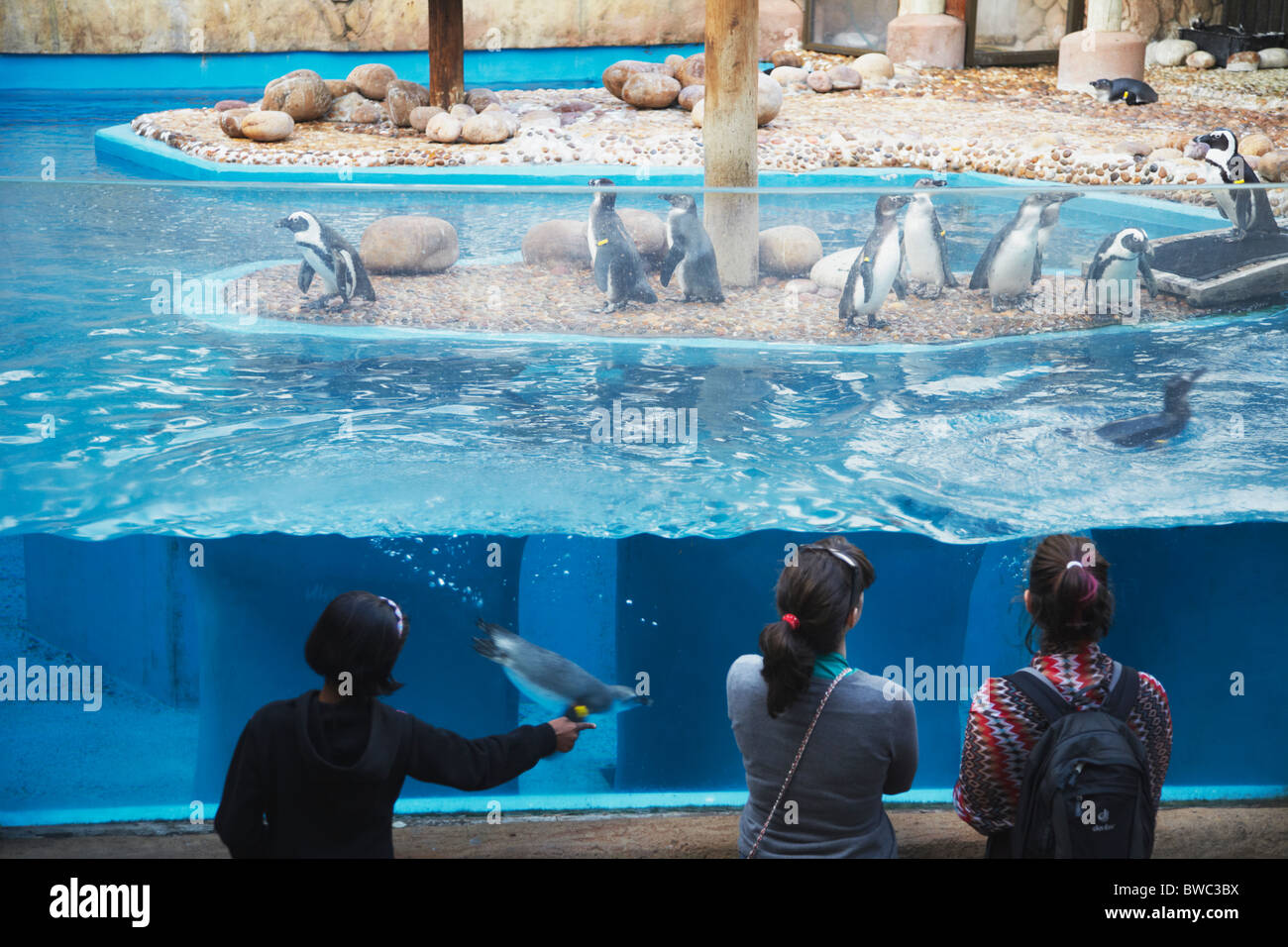 Ushaka marine world hi-res stock photography and images - Alamy