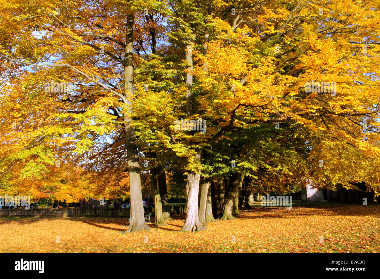 Wooded tree line hi-res stock photography and images - Alamy