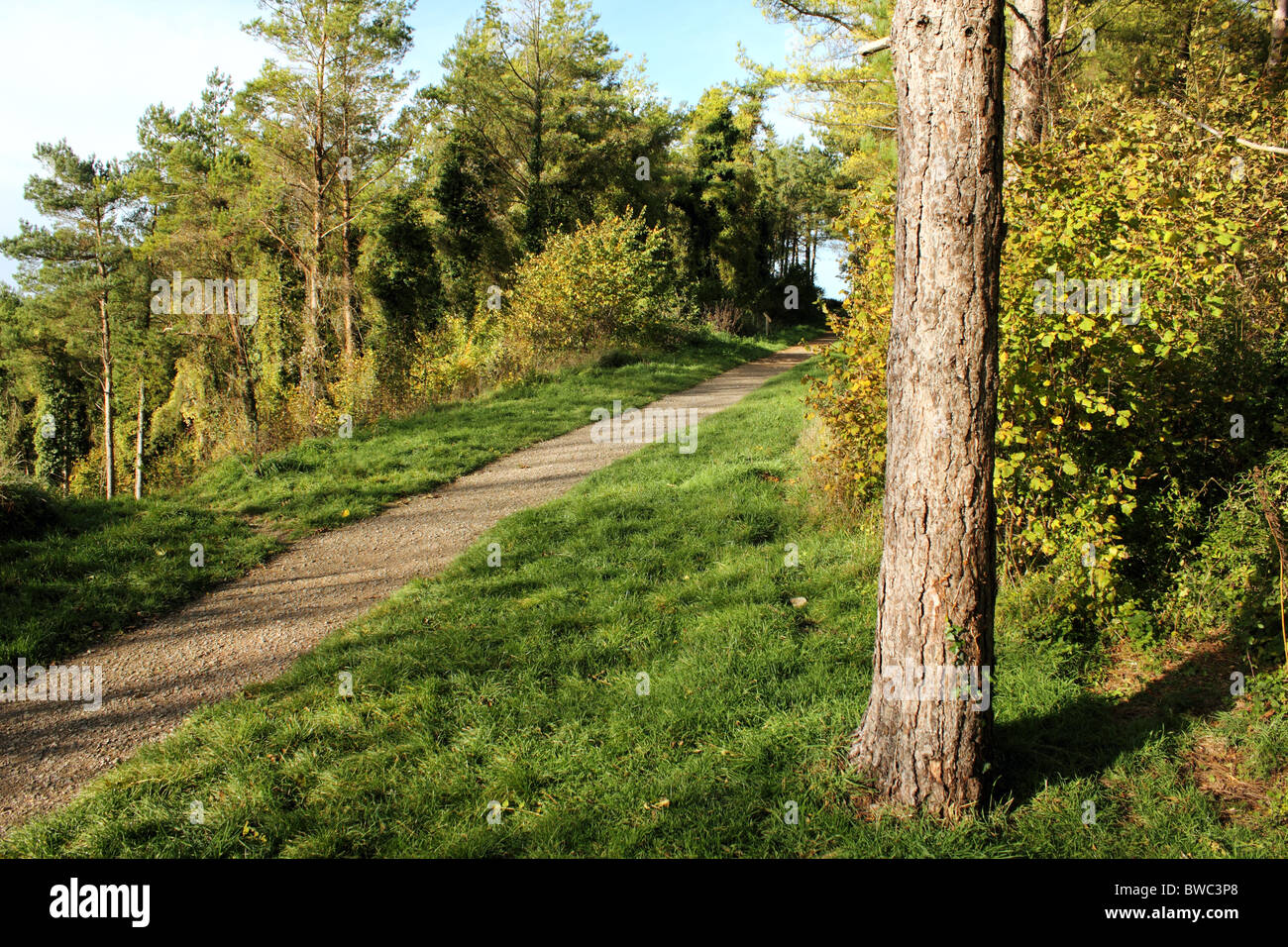 Forest woodland pathway Stock Photo - Alamy