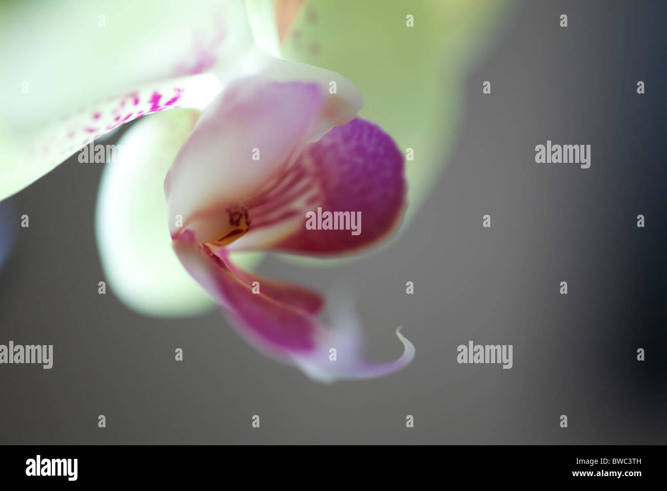 Close up of an orchid flower. The blooms constituent parts can all be ...