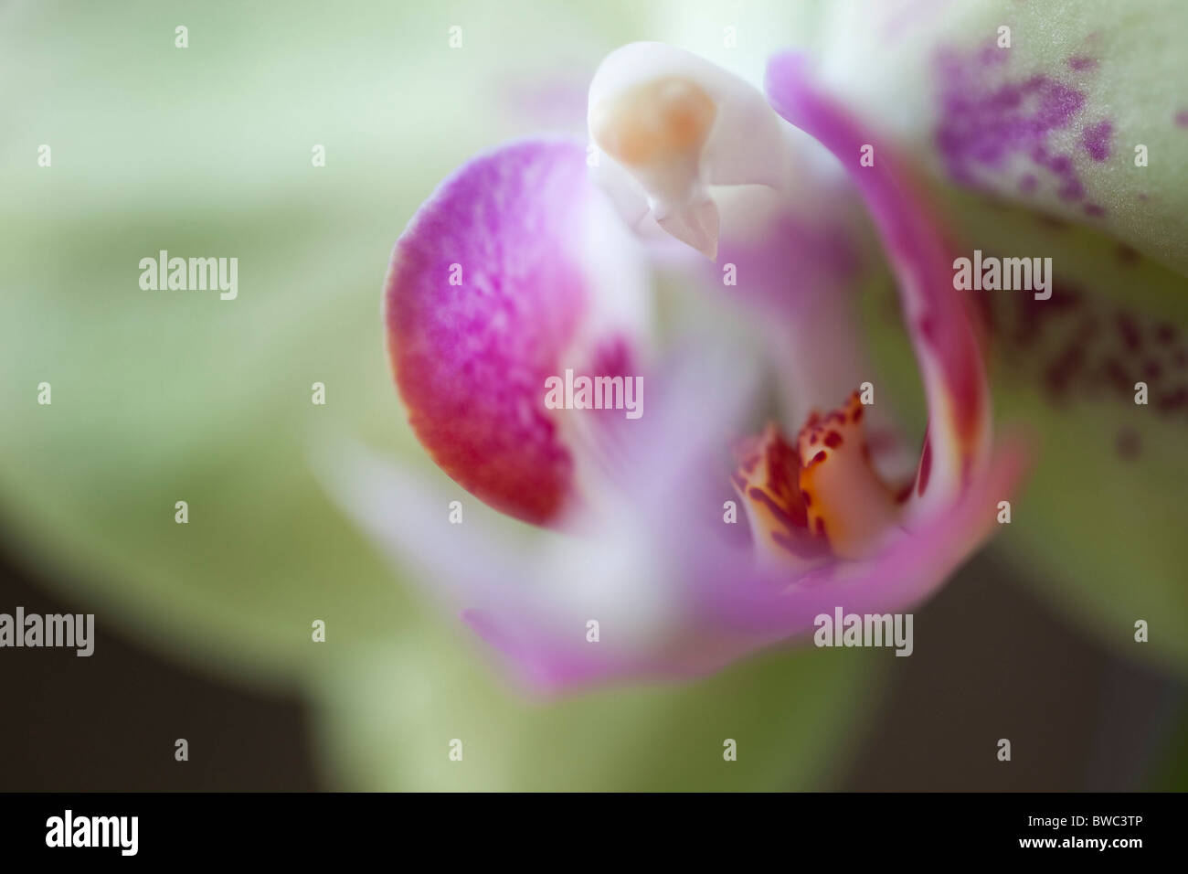Close up of an orchid flower. The blooms constituent parts can all be ...